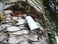 Figures 8-11. Drilling into the trunk; full injection with and without ...