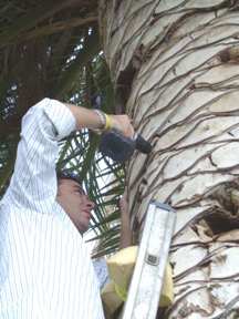 Figures 8-11. Drilling into the trunk; full injection with and without ...