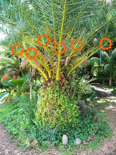 Figures 13-15 . A trap with lure packets, a weevil-killed palm being ...